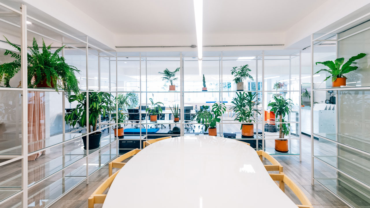 Best Office Plants To Increase Work Productivity - Mr. Plant OC